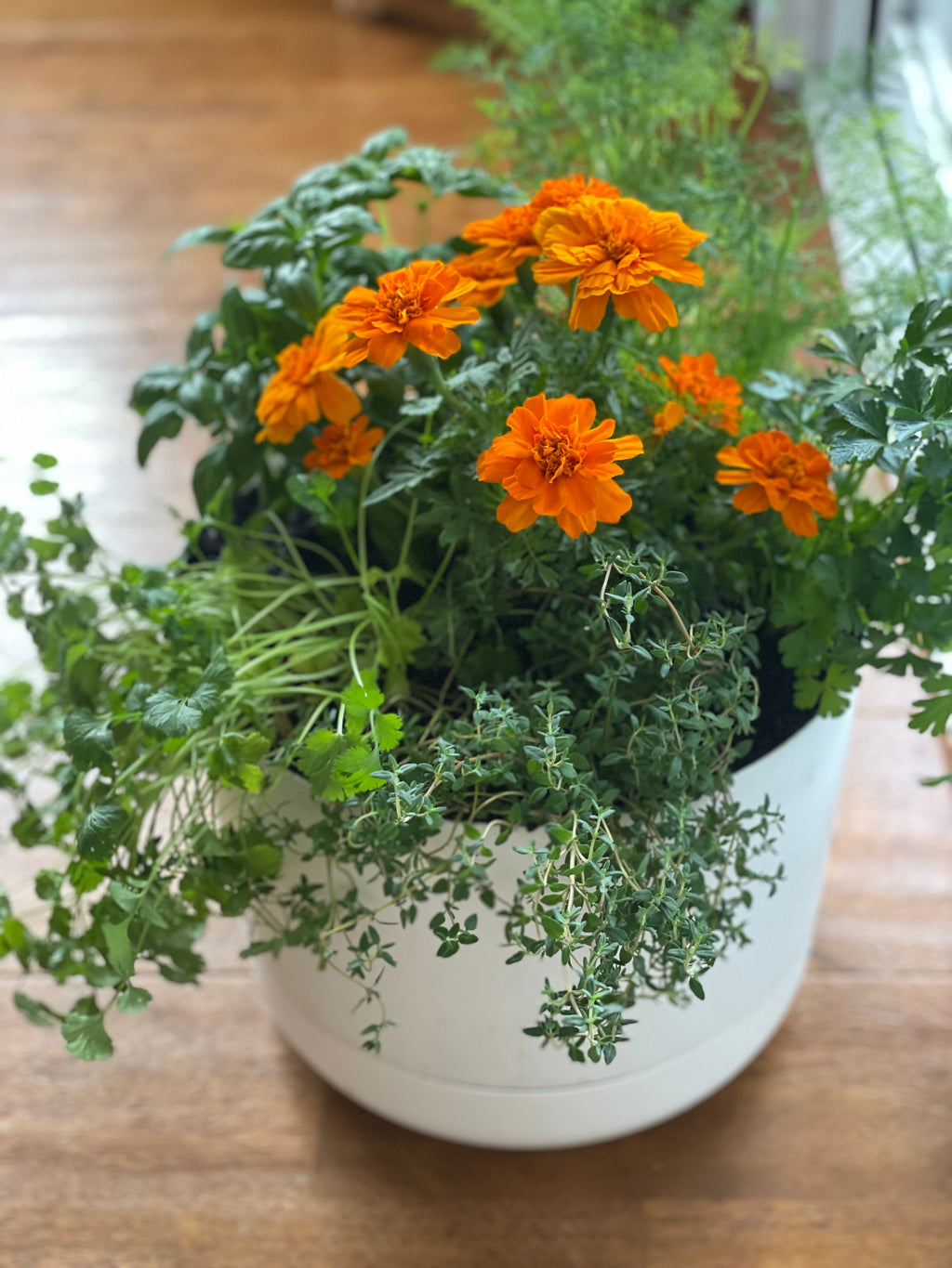 Kitchen Garden + Mr Kitly Pot – Elsk Botanical